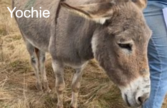 Yochie - ADADA - Animal Webaction