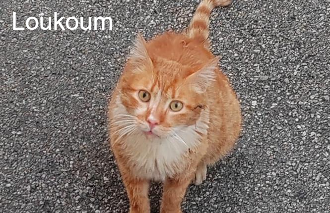 Loukoum - Les Chats Paix Belle du Lauragais - Animal Webaction
