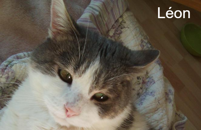 Léon - Les Chats du Nord Meusien - Animal Webaction
