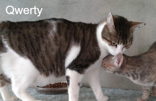 Qwerty - Ecole du Chat Libre de Caillerot - Animal Webaction