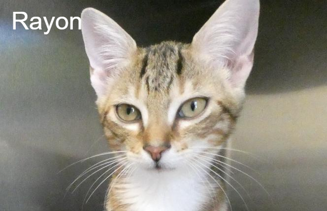 Rayon - ANIMAL ATTITUDE - Animal Webaction