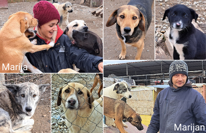 SOS 119 dogs North Macedonia - Animals voice Macedonia - Animal Webaction