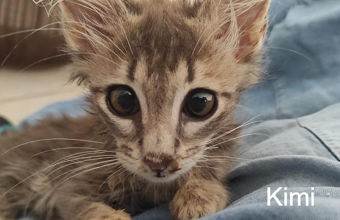 Kimi - Les Coups Fourrés - ACF - Animal Webaction