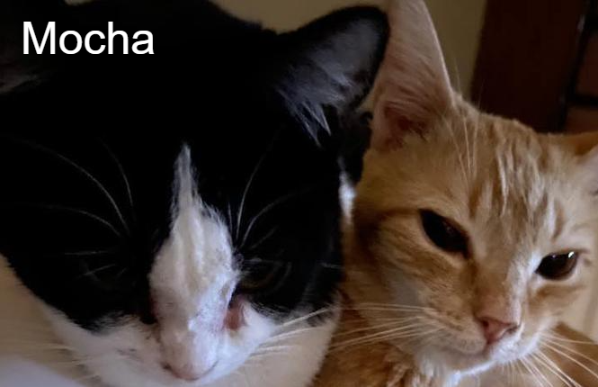 Mocha - CATS - Animal Webaction