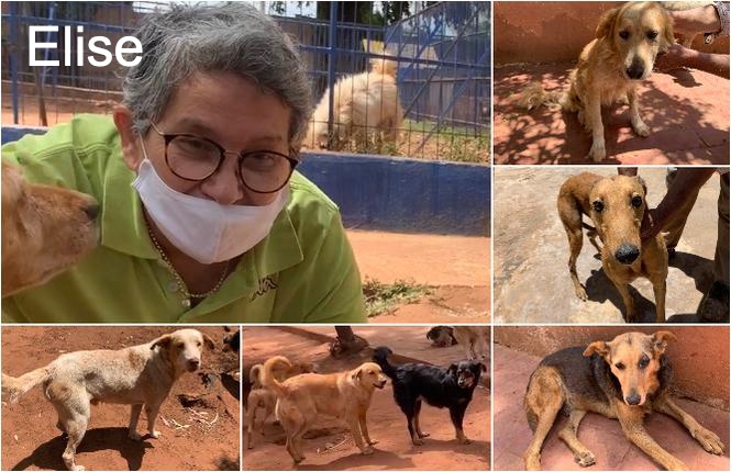 SOS 200 chiens du Maroc - UMPA - Animal Webaction