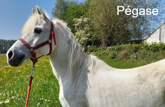 Pégase - Les Petits Sabots - Animal Webaction