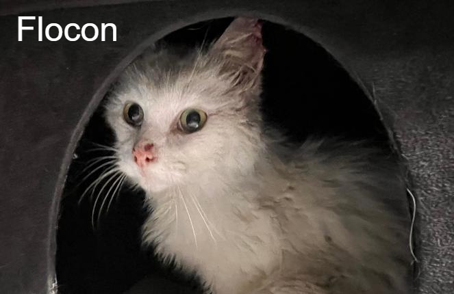 Flocon - Les Chachous de Chacha - Animal Webaction