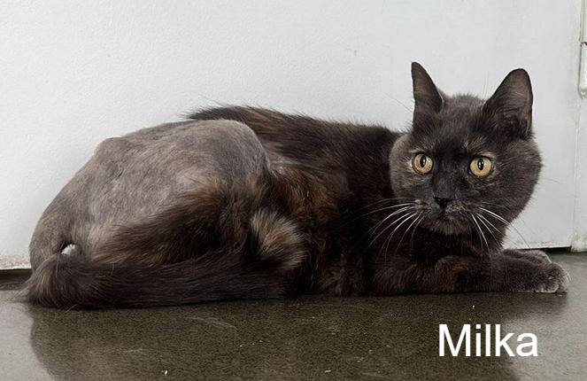 Milka - La Patte de l'Espoir 75 - Animal Webaction