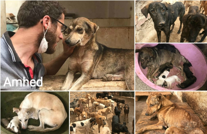 SOS 400 chiens du Maroc - ADAN - Animal Webaction