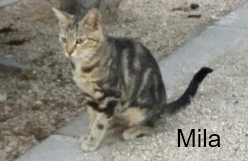 Mila - Les Chats-Pitresdelavi-Ste - Animal Webaction