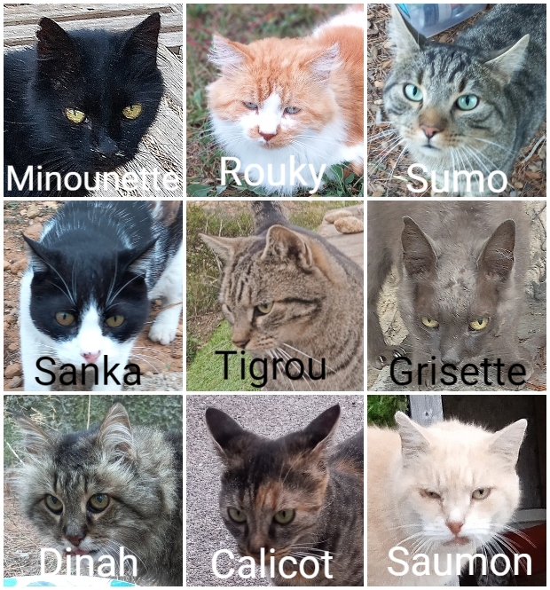 SOS 500 chats des rues ! - L'Ecole du Chat Istreen - Animal Webaction