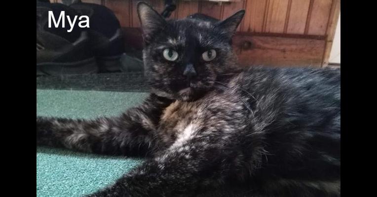 Mya - Animalove - Animal Webaction