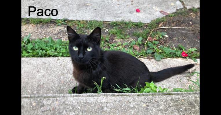 Paco - Cœur Animal - Animal Webaction