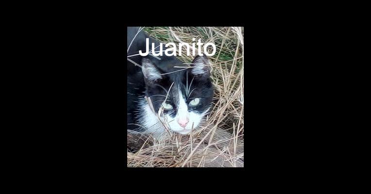 Juanito - Leschatsmartinois - Animal Webaction