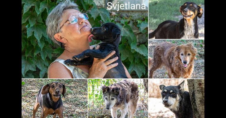Rescue 158 dogs Bosnia - Azil za pse"Poslednja oaza" - Animal Webaction