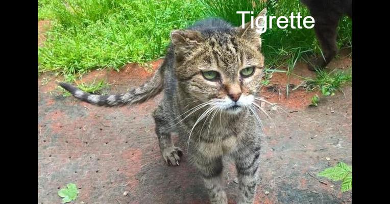 Tigrette - Cataïsta - Animal Webaction
