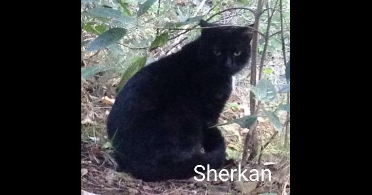 Sherkan - Au Petit Bonheur de nos Oubliés - Animal Webaction