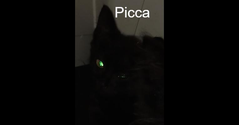 Picca - Anima'passion - Animal Webaction