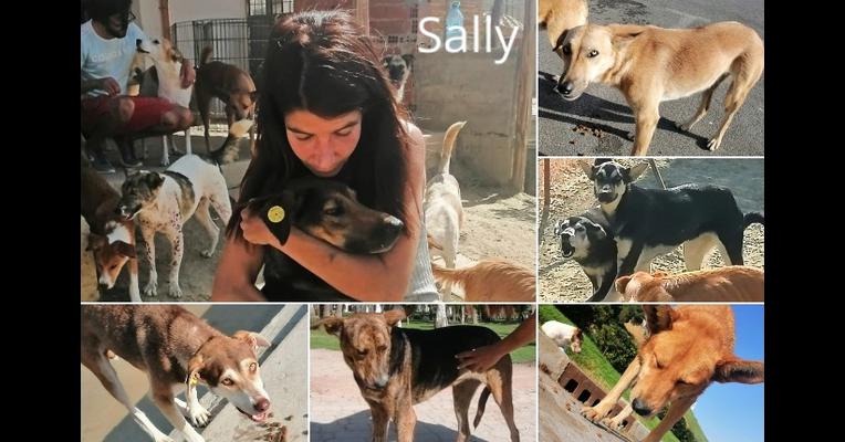 Street dogs rescue Morocco - Sanctuaire de la Faune de Tanger (SFT ...