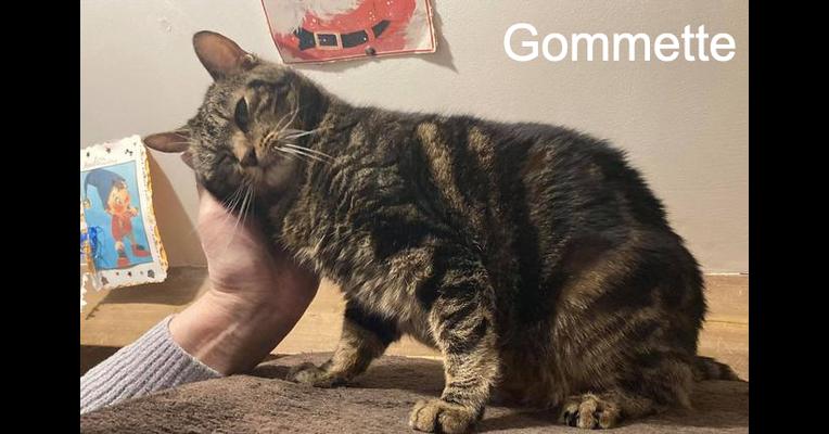 Gommette - Boule de Poils - Animal Webaction