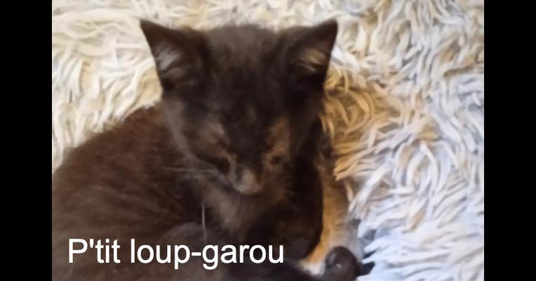 P'tit loup-garou - Adopte Un Matou - Animal Webaction