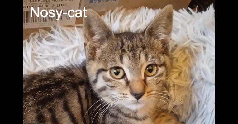 Nosy-cat - Adopte Un Matou - Animal Webaction