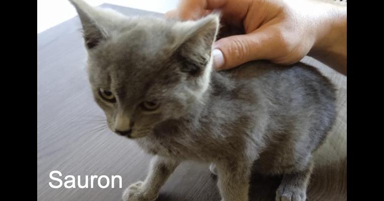 Sauron - Adopte Un Matou - Animal Webaction