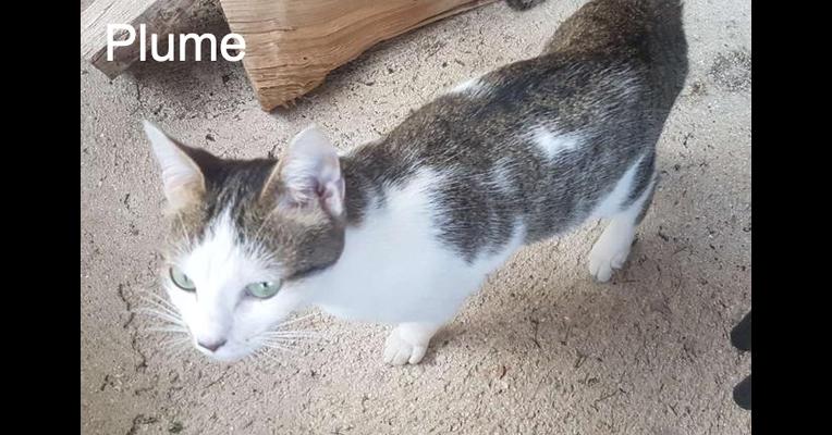 Plume - Adopte Un Matou - Animal Webaction