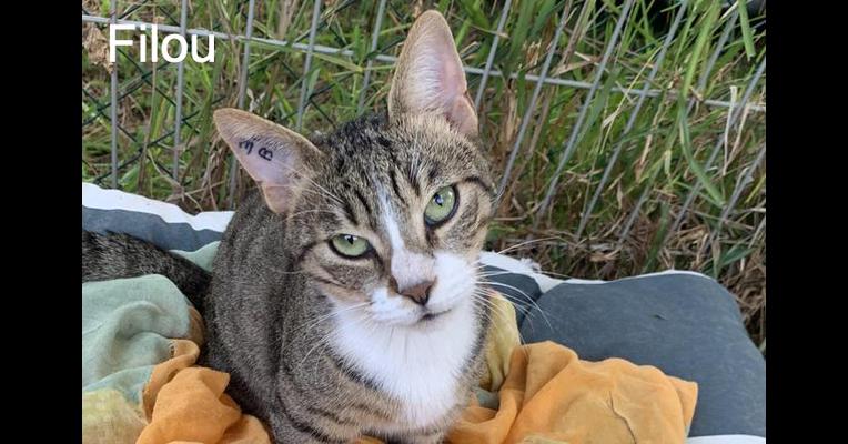 Filou - Les chats de chez nous - Animal Webaction