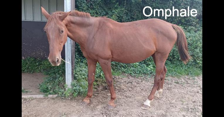 Omphale - Tabula Rasa - Animal Webaction