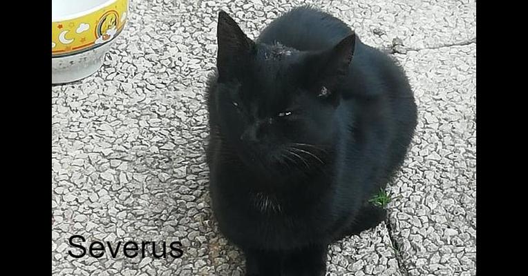 Severus - A Pas De Chats - Animal Webaction