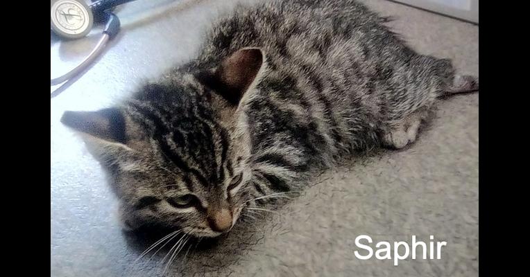 Saphir - SCP - Animal Webaction