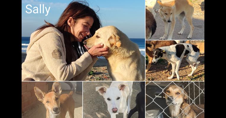 Famine street dogs in Morocco - Sanctuaire de la Faune de Tanger (SFT ...