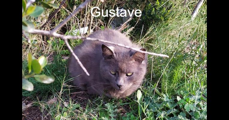 Gustave - ANIMAL ATTITUDE - Animal Webaction