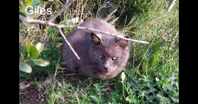 Giles - ANIMAL ATTITUDE - Animal Webaction