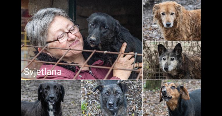 SOS 139 dogs Bosnia - Azil za pse"Poslednja oaza" - Animal Webaction