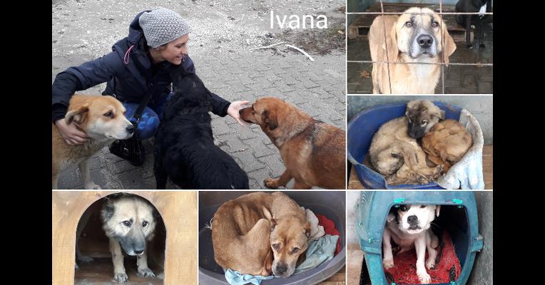 Rescue 277 dogs North Macedonia - Civic Initiative Kane Korzo Skopje ...