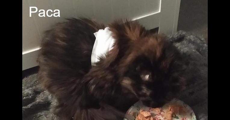 Paca - Protect Cat - Animal Webaction