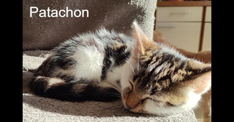 Patachon - L'Arche de Ploum - Animal Webaction
