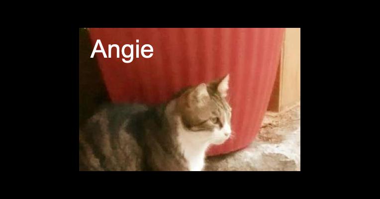 Angie - Garfield et ses amis - Animal Webaction