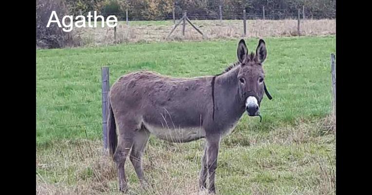 Agathe - ADADA - Animal Webaction