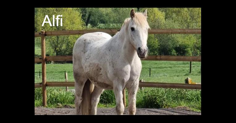 Alfi - Au Bonheur Animal - Animal Webaction