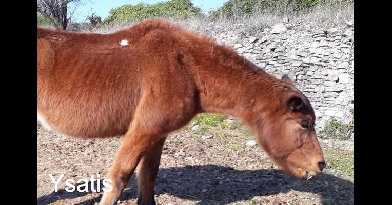 Ysatis - Association hippique du Caroux - Animal Webaction