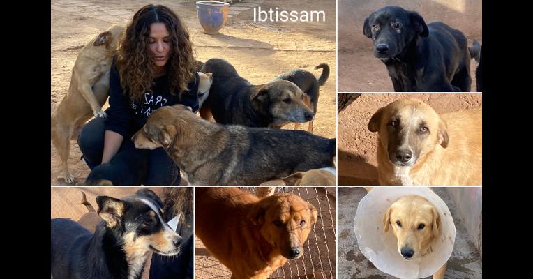 Rescue 140 dogs Morocco - Help Adopt Moroccan Animals - Animal Webaction