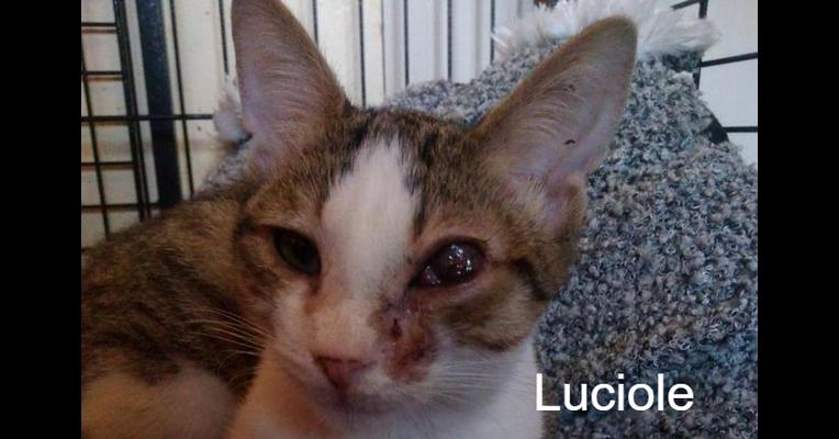 Luciole - Tends-nous la Patte - Animal Webaction
