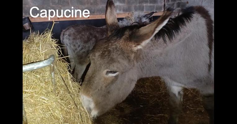 Capucine - Tabula Rasa - Animal Webaction