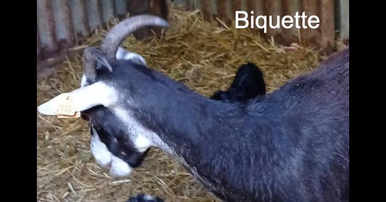 Biquette - Les Amies de Grisou - Animal Webaction