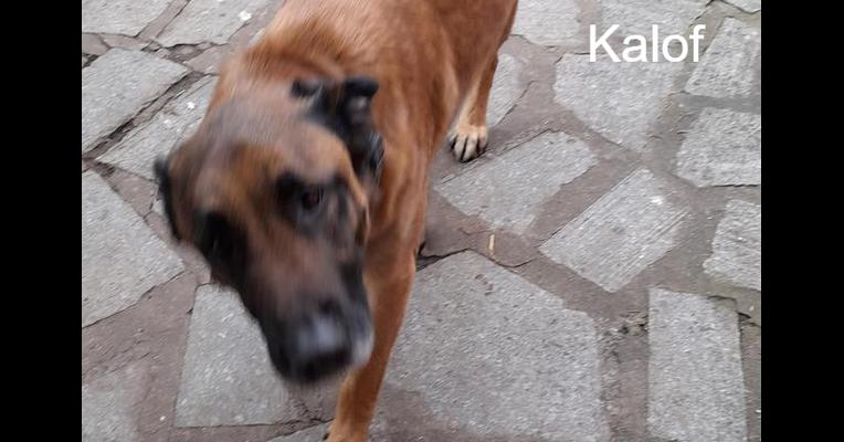 Kalof - La Bleue - Animal Webaction