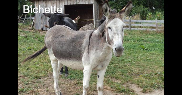 Bichette - ADADA - Animal Webaction