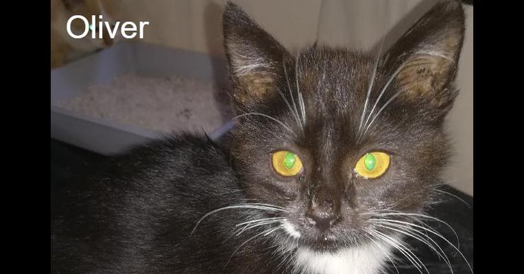 Oliver - Les chats de l'Indifférence - Animal Webaction